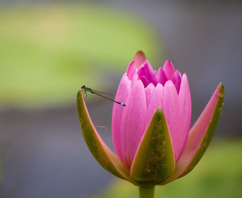 About Us - National Environmental Law Center