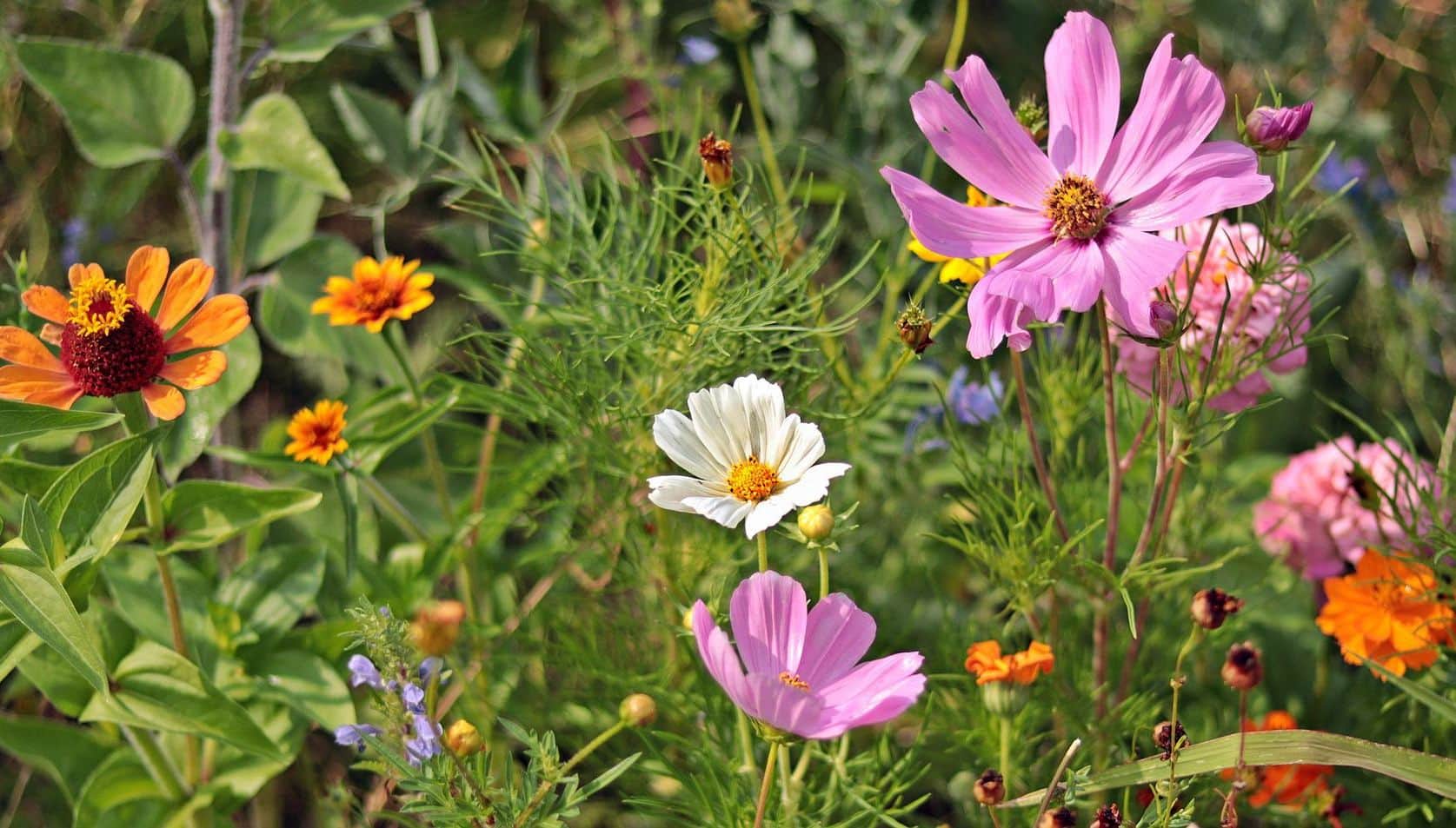 More Ways to Give - National Environmental Law Center